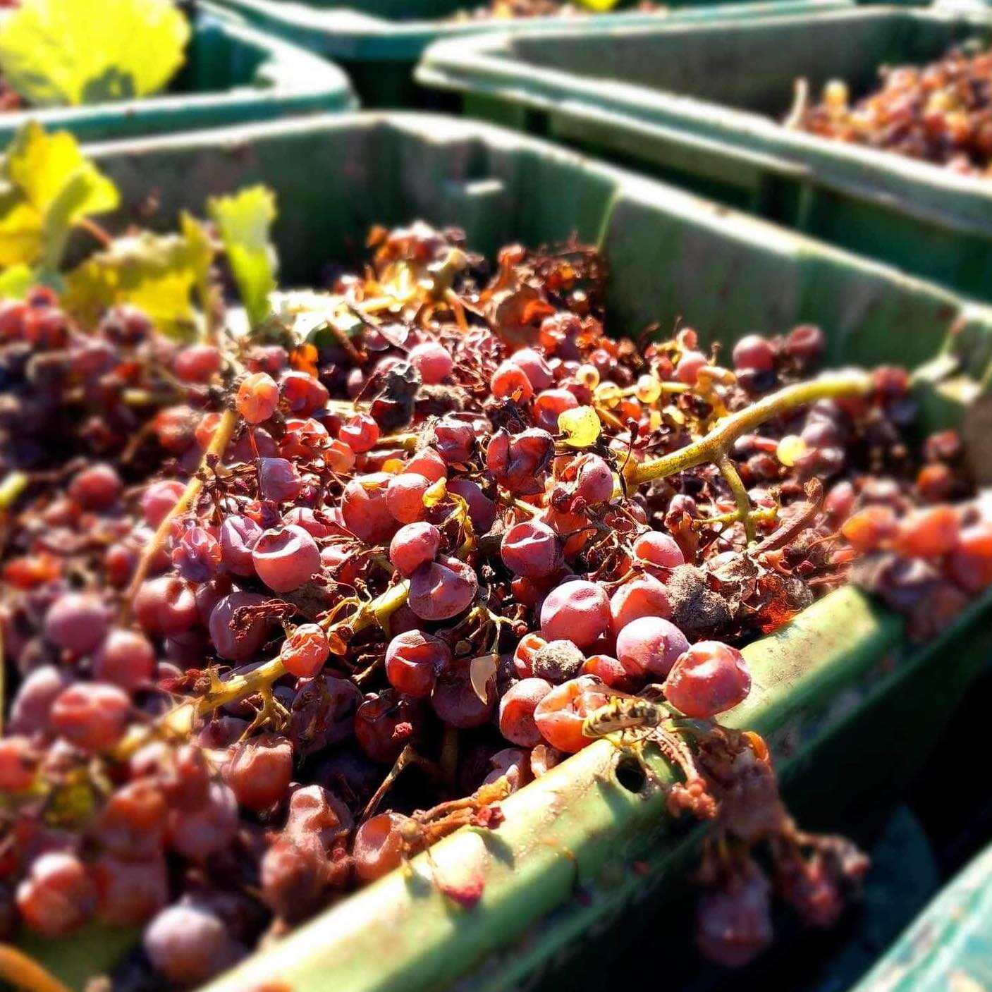 Two great harvests in one season – Béres harvest report - Hungarianwines